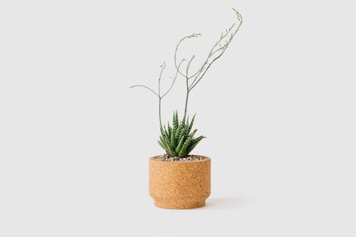 Melanie Abrantes — Modern Cork Planters